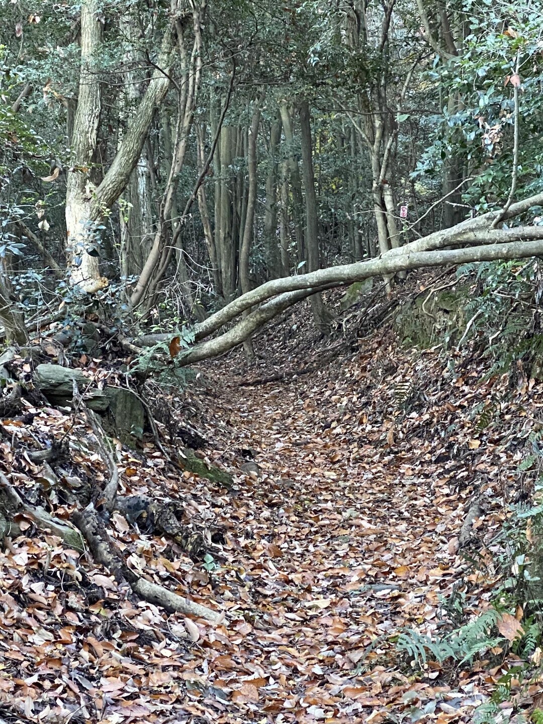 katsu爺さんの投稿したフィールドメモ | YAMAP / ヤマップ