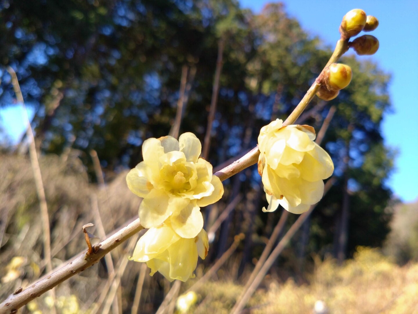 太平山・晃石山 / USSAさんの太平山・晃石山・唐沢山の活動データ | YAMAP / ヤマップ
