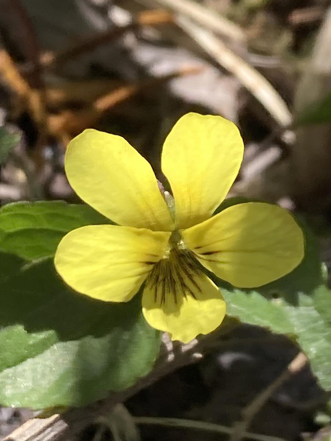 5/3 伯耆大山 GW後半は、百名山に... / sahoさんのモーメント | YAMAP / ヤマップ