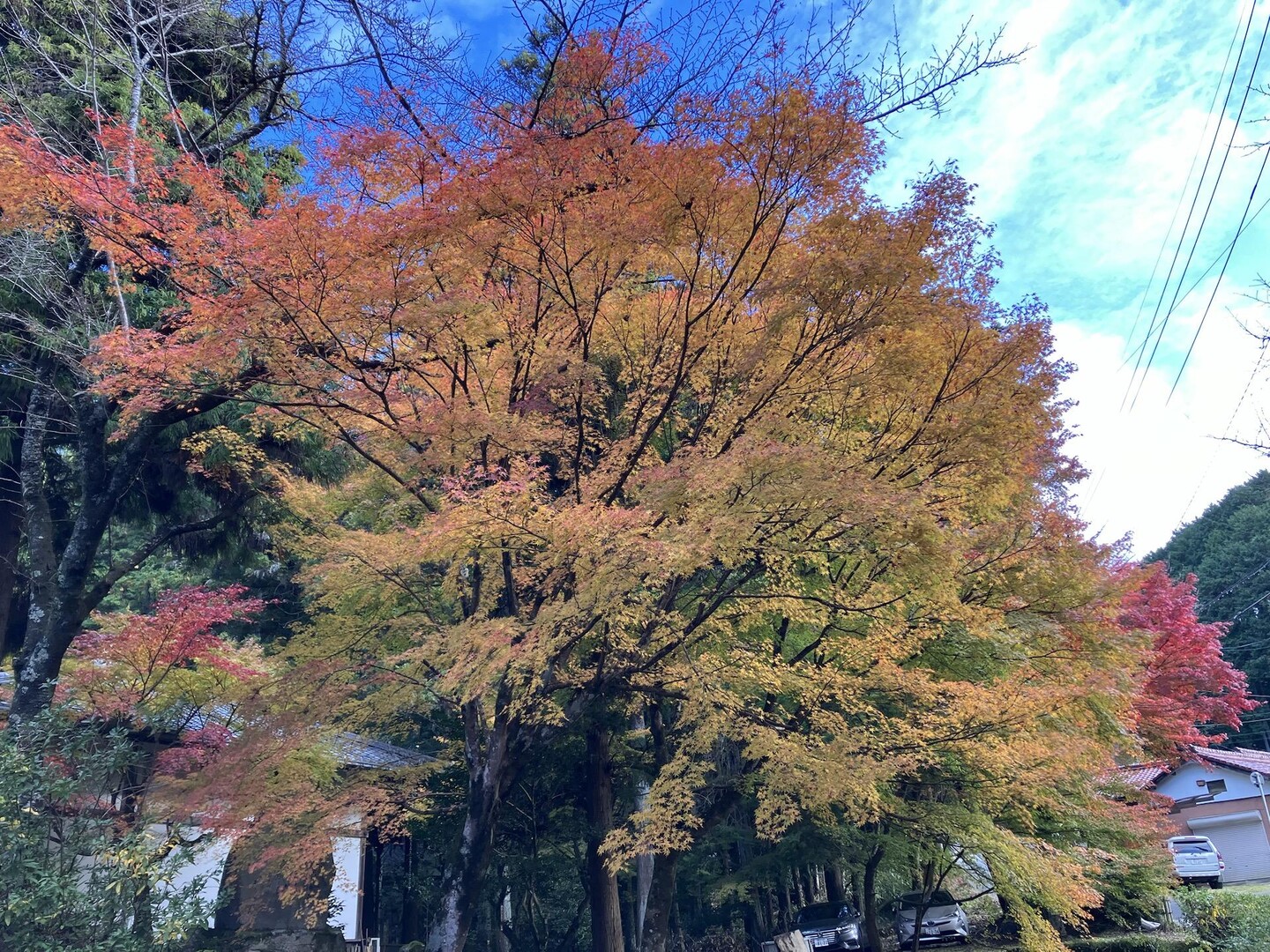第一回松平天下トレイルDNS🥲六所山まで試走👟 / とうしさんの六所山・炮烙山の活動日記 | YAMAP / ヤマップ