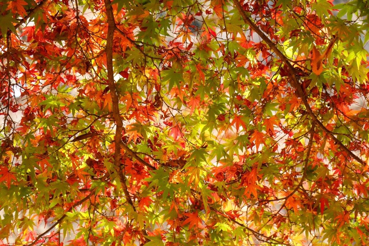 11月27日 金曜日 ちょこっと高取山... / かよさんのモーメント | YAMAP / ヤマップ