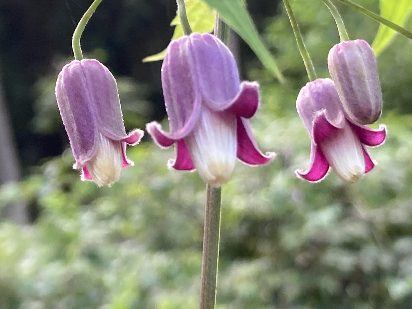 竜王山 秋の花散策 / tairaさんの竜王山（讃岐山脈）・大川山の活動データ | YAMAP / ヤマップ