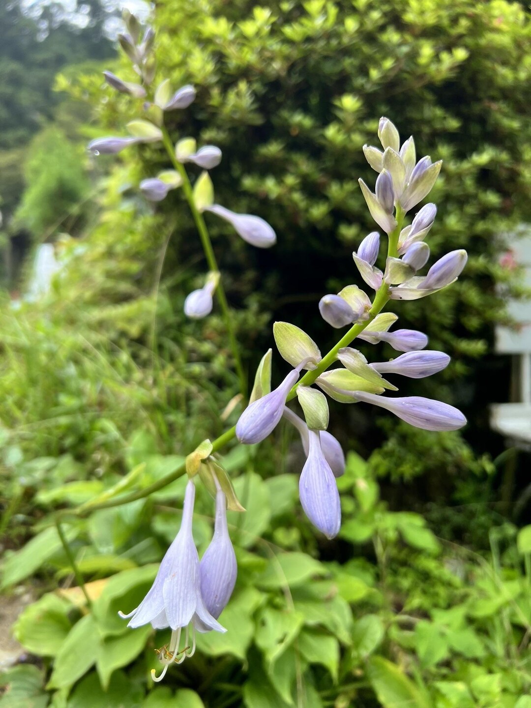 金剛山もみじ谷涼しかったです。 htt... / kou♪さんのモーメント | YAMAP / ヤマップ