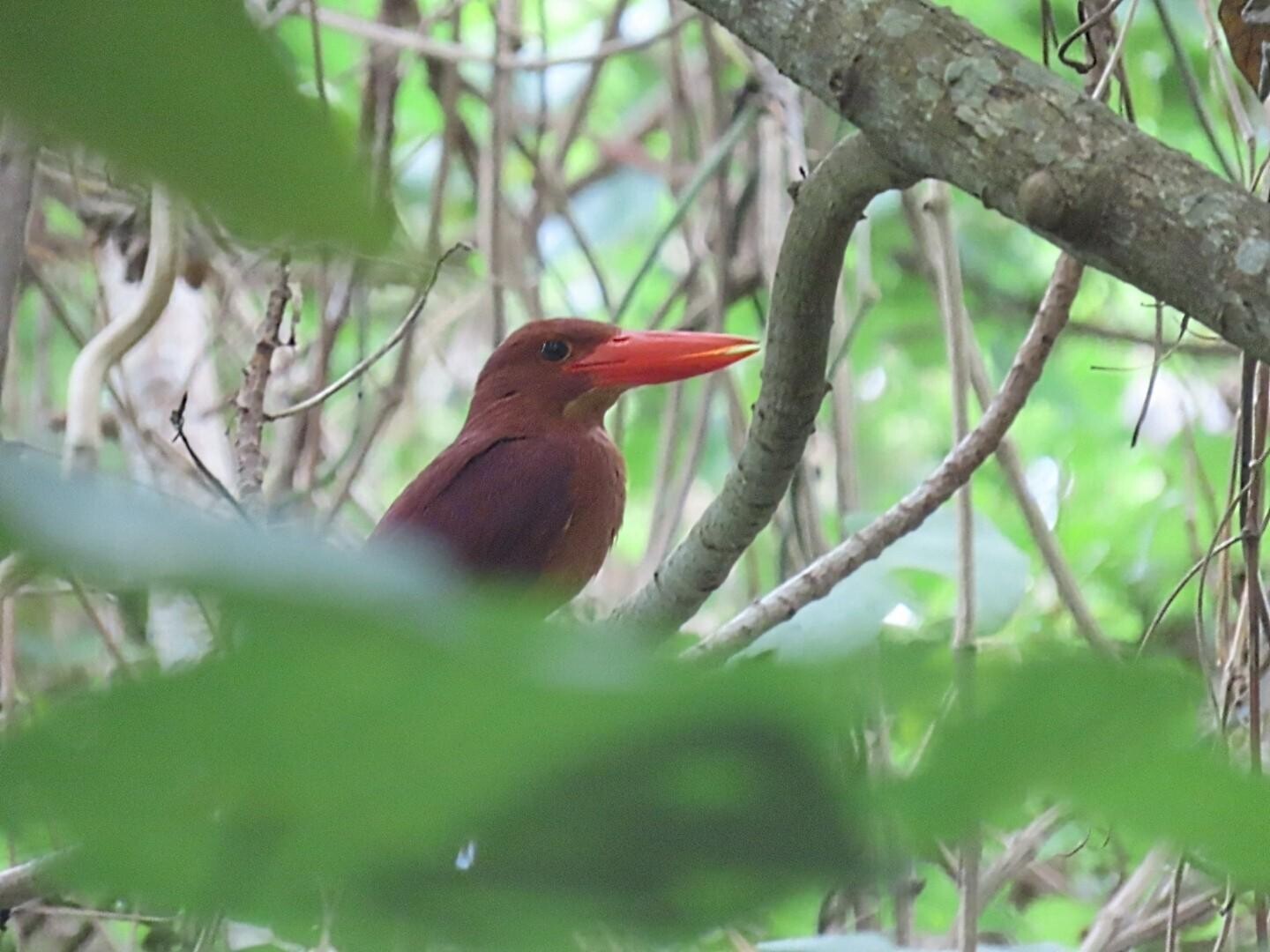 リュウキュウアカショウビン カメラ持って... / hideさんのモーメント | YAMAP / ヤマップ