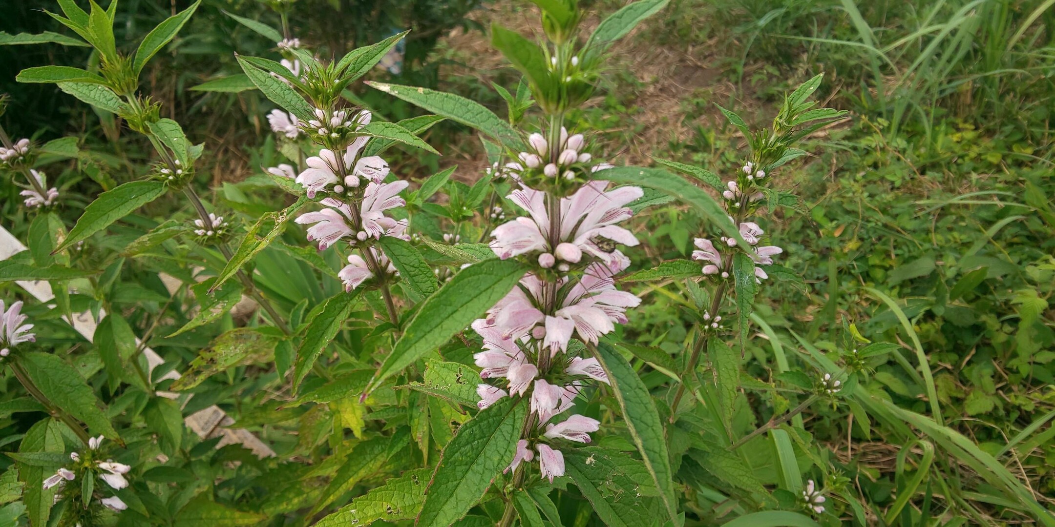 六ヶ岳 南の周回コース / k339さんの六ヶ岳の活動データ | YAMAP / ヤマップ
