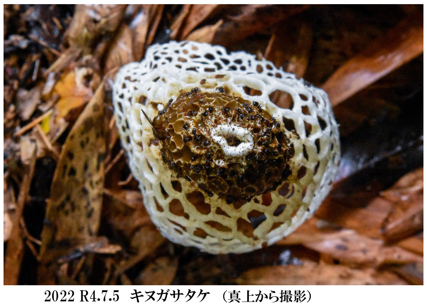 キヌガサタケ 2022 R4.7.5 ... / 袴腰のベニトンボさんのモーメント | YAMAP / ヤマップ