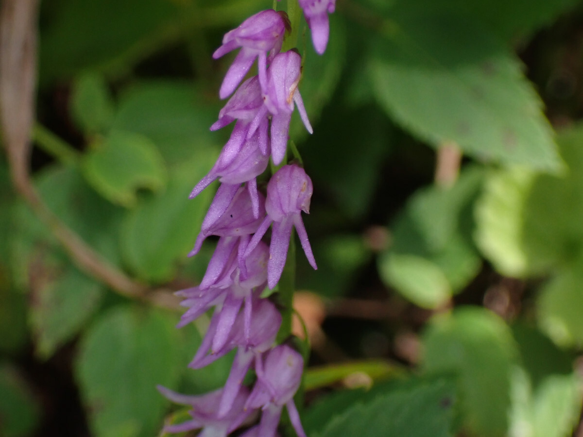 双子山 / kumomaさんの富士山の活動データ | YAMAP / ヤマップ