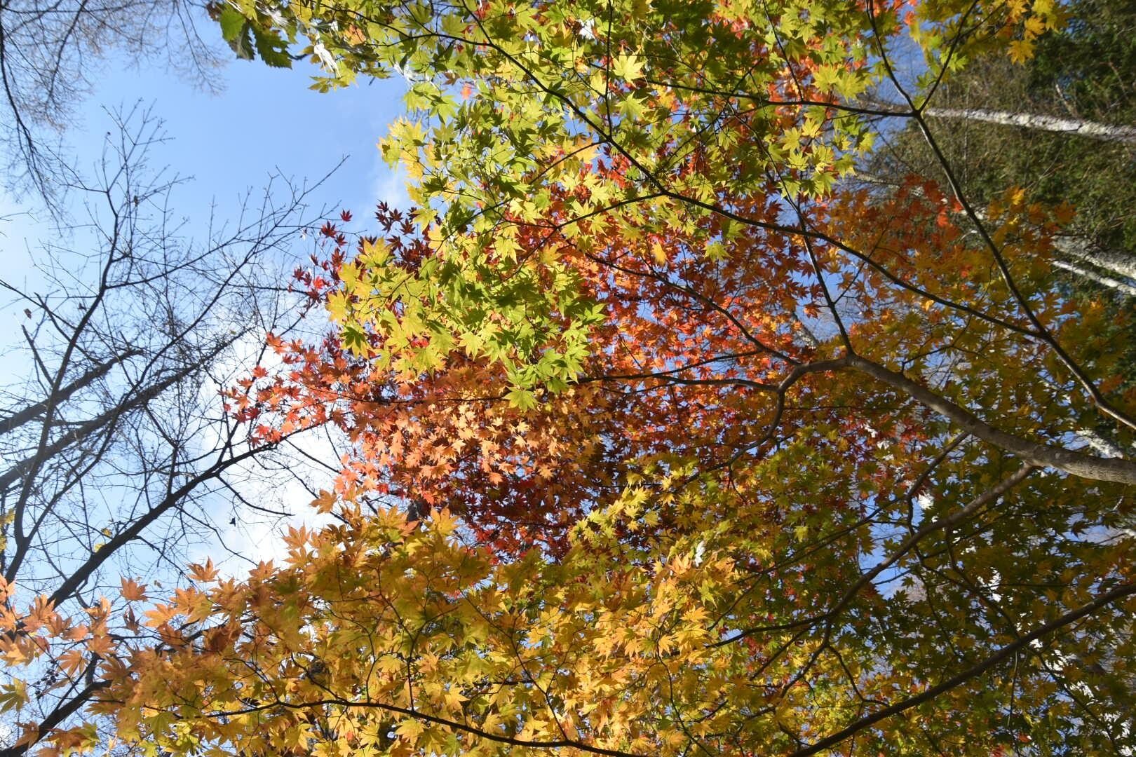 山梨満喫 小楢山 / Y-Yuccaさんの小楢山・妙見山・乙女高原の活動データ | YAMAP / ヤマップ