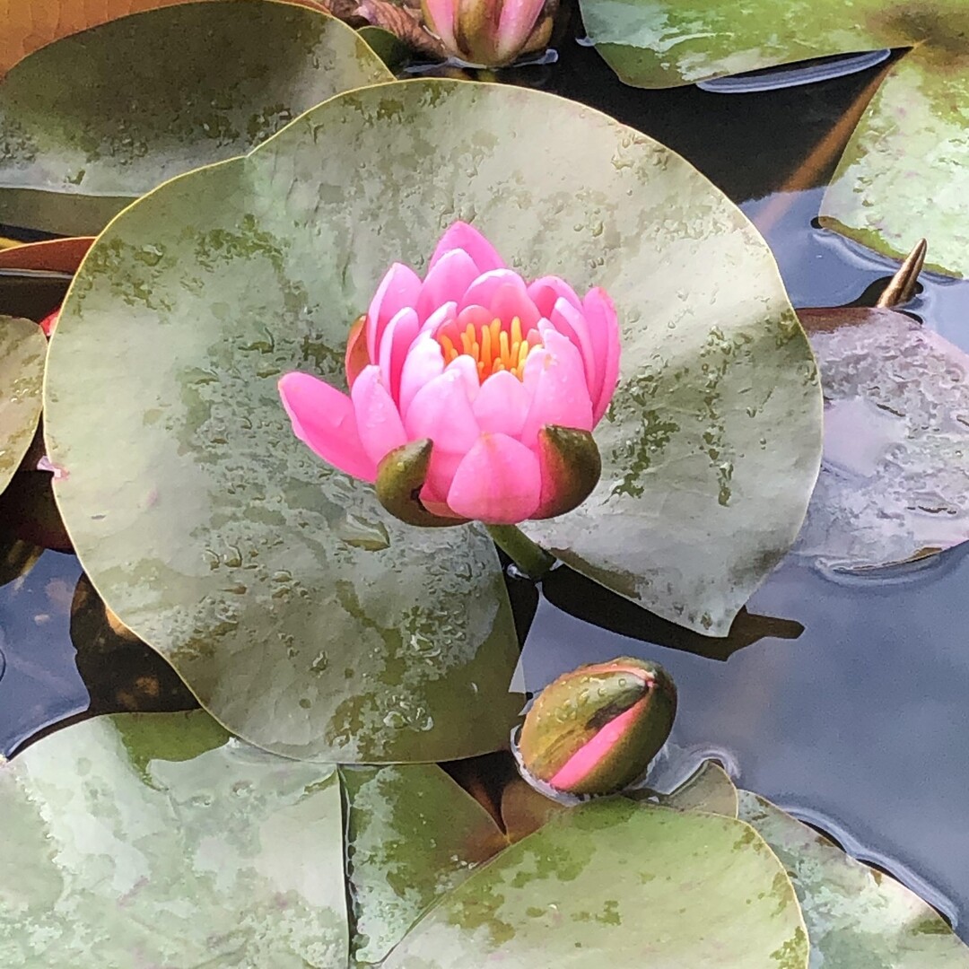 かわいいピンクの睡蓮の花が咲いてました ... / Rさんのモーメント | YAMAP / ヤマップ