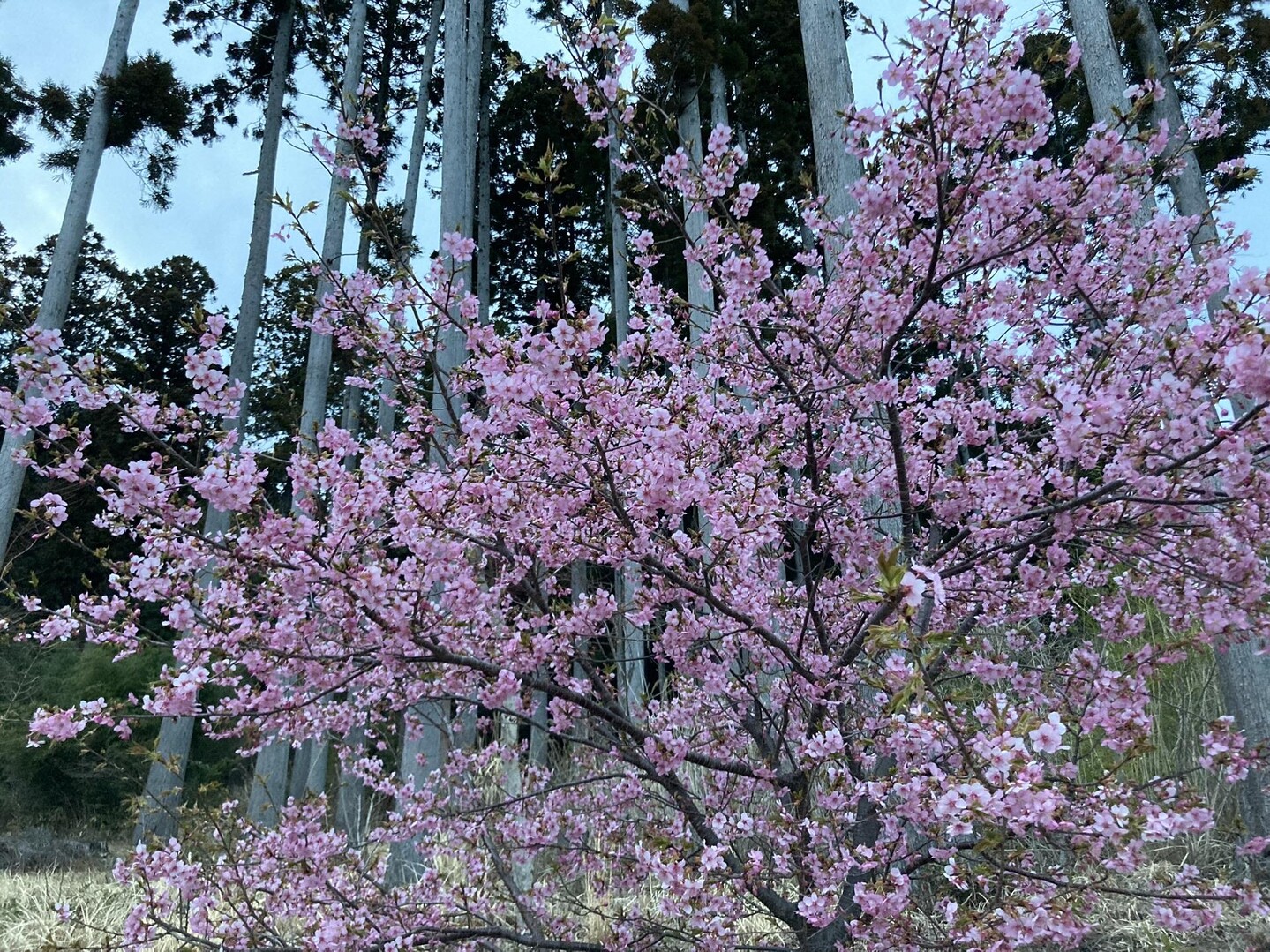 福島県双葉郡富岡町 麓山 / KYOSOさんのウォーキングの活動データ | YAMAP / ヤマップ