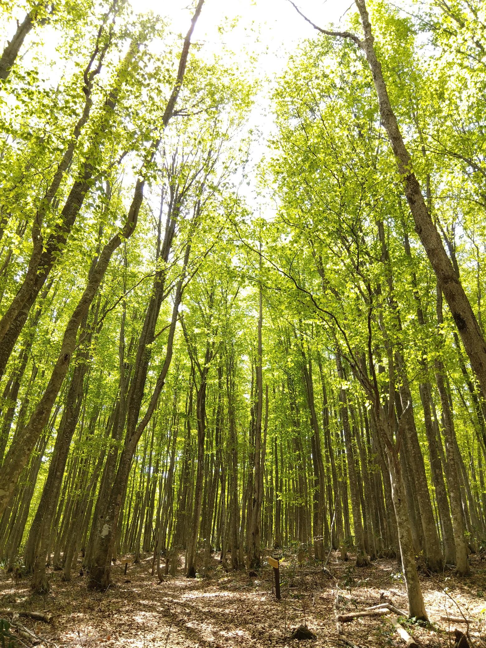 安比高原ブナ二次林 / TSさんのウォーキングの活動データ | YAMAP / ヤマップ