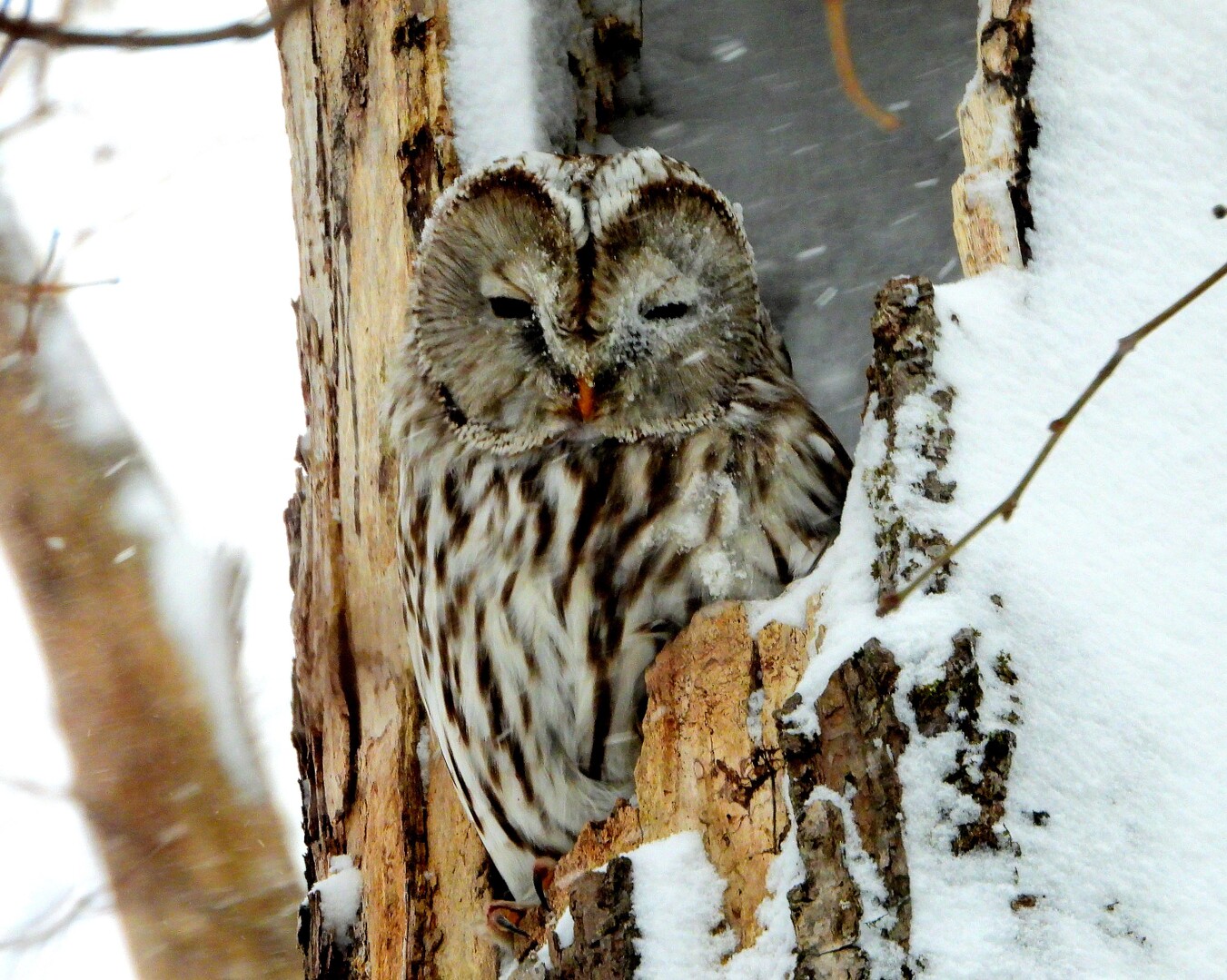 嵐山ぐるりんこ♪(pon単独) / pon(夫) ＆ 連れ(妻)さんの旭川市の活動日記 | YAMAP / ヤマップ