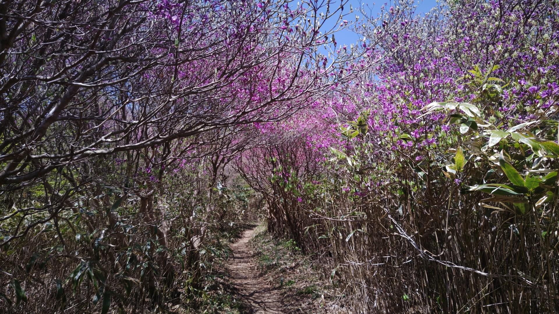 井原山・本富士山・富士山・雷山 / tamuさんの雷山・井原山の活動データ | YAMAP / ヤマップ