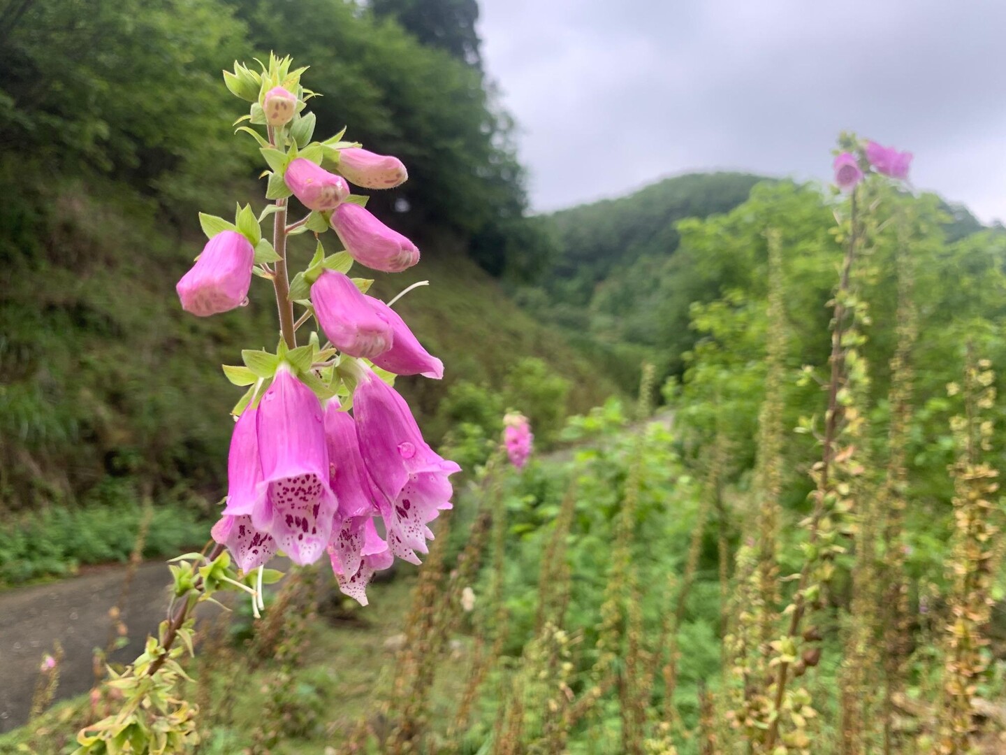 一筋縄ではいかなかった黒尾山〜深山 / kaz-heroさんの黒尾山・深山の活動データ | YAMAP / ヤマップ