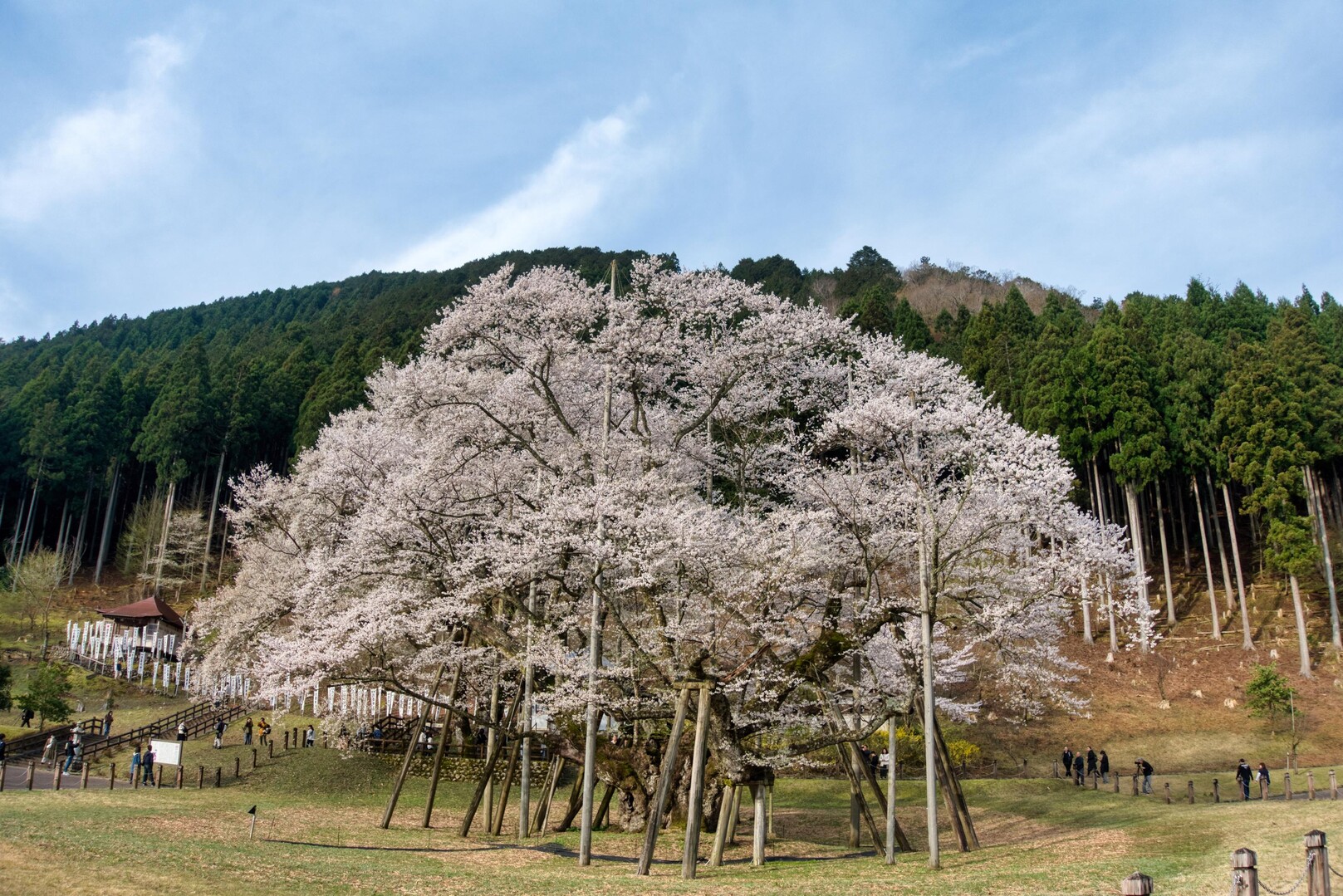 満開の淡墨桜（倉見山ピストン） / persさんの倉見山・岩岳の活動データ | YAMAP / ヤマップ