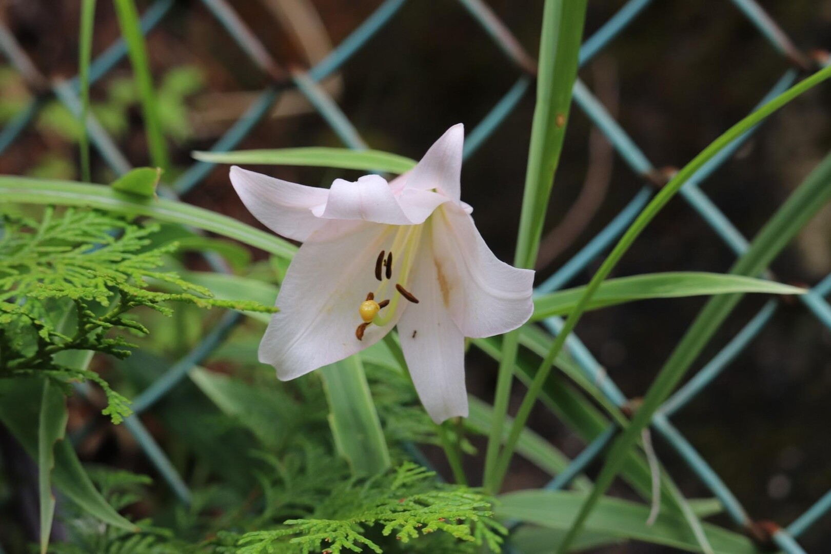 鈴鹿スカイラインのササユリ様 武平峠☁️... / hideさんのモーメント | YAMAP / ヤマップ