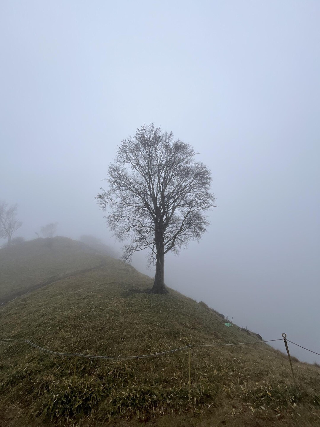 孤高の一本ブナ 中倉山 / おのきょうPHさんの社山・半月山の活動データ | YAMAP / ヤマップ