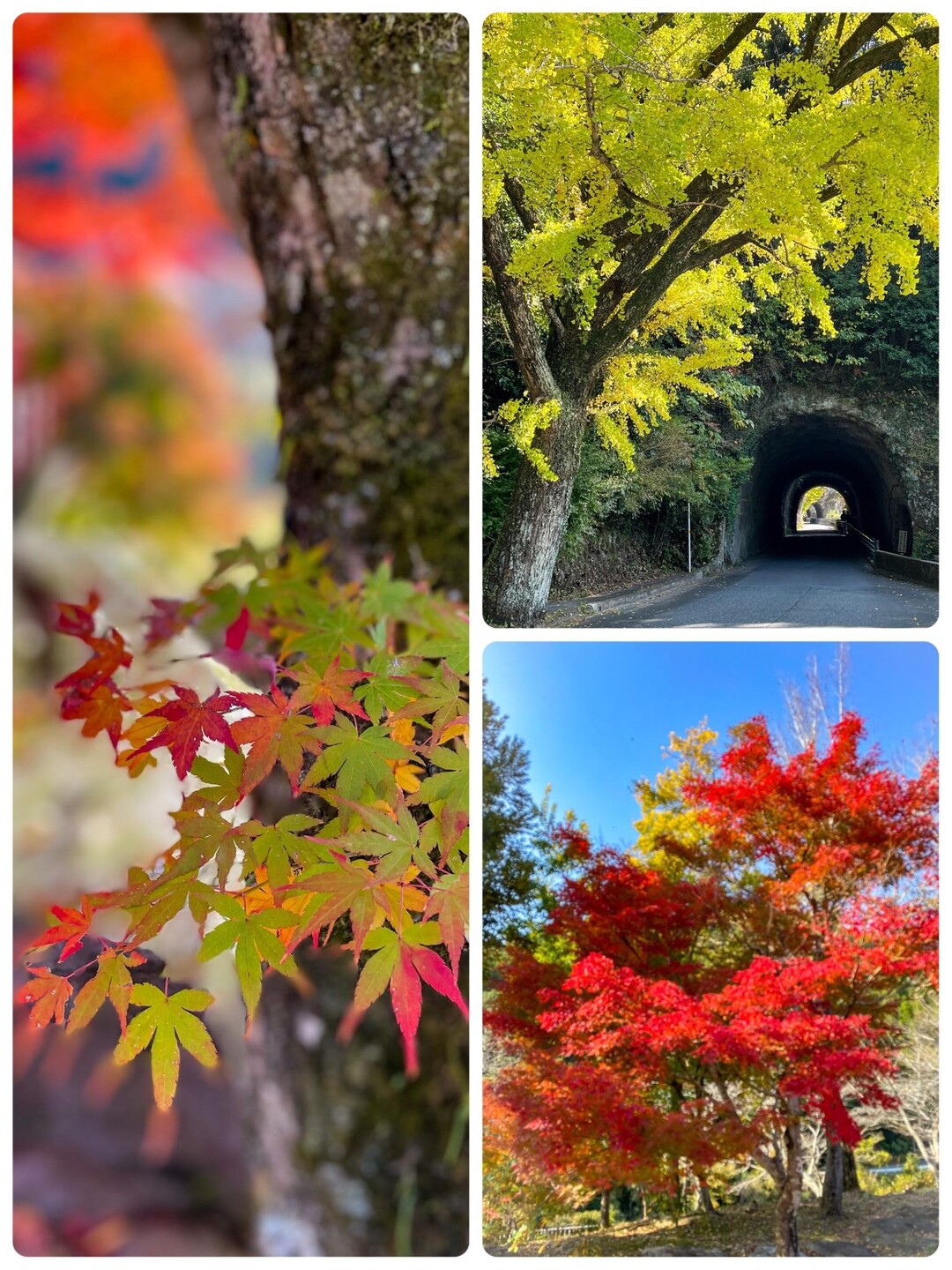 耶馬溪の紅葉と皆既月食 / サブロウさんのモーメント | YAMAP / ヤマップ