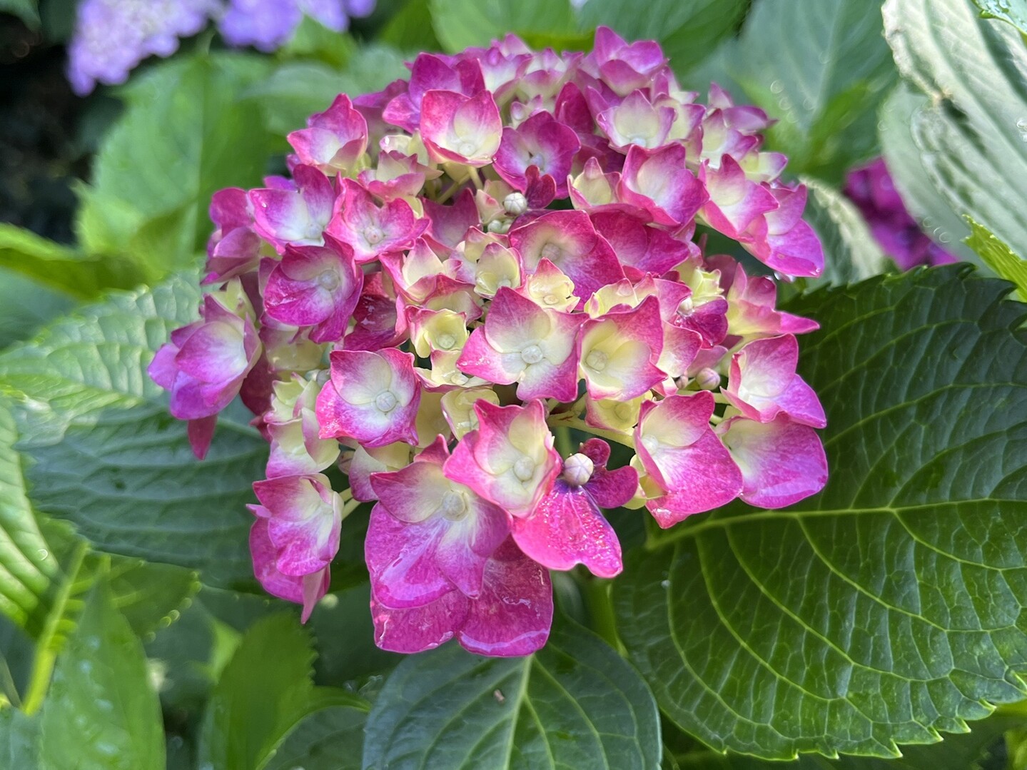 紫陽花が見たくて 六條八幡宮へ行ってきま... / rikiさんのモーメント | YAMAP / ヤマップ