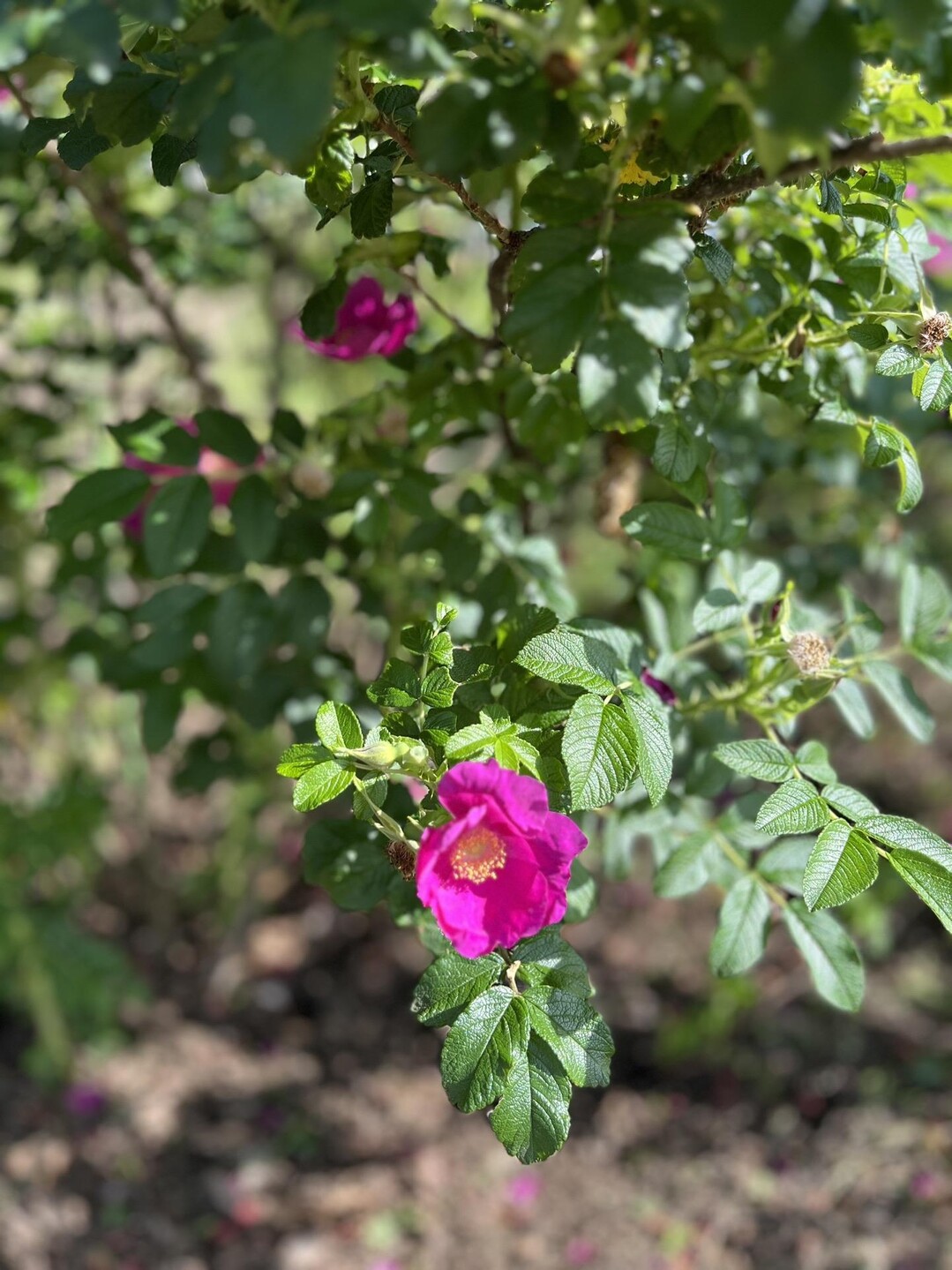 多摩市の大学のバラ園へ、作業のお手伝いに... / skipさんのモーメント | YAMAP / ヤマップ