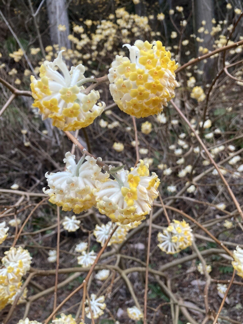 高畑山MTB〜トレラン / MJさんの高室山の活動データ | YAMAP / ヤマップ