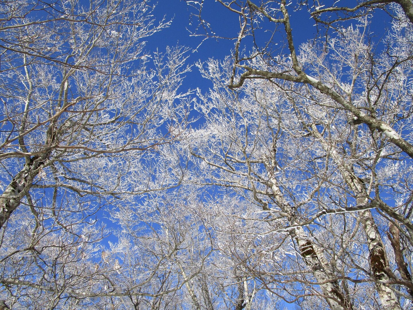 霧氷予想は難しいなぁ～ / newayさんの桧塚奥峰・明神岳・薊岳の活動日記 | YAMAP / ヤマップ