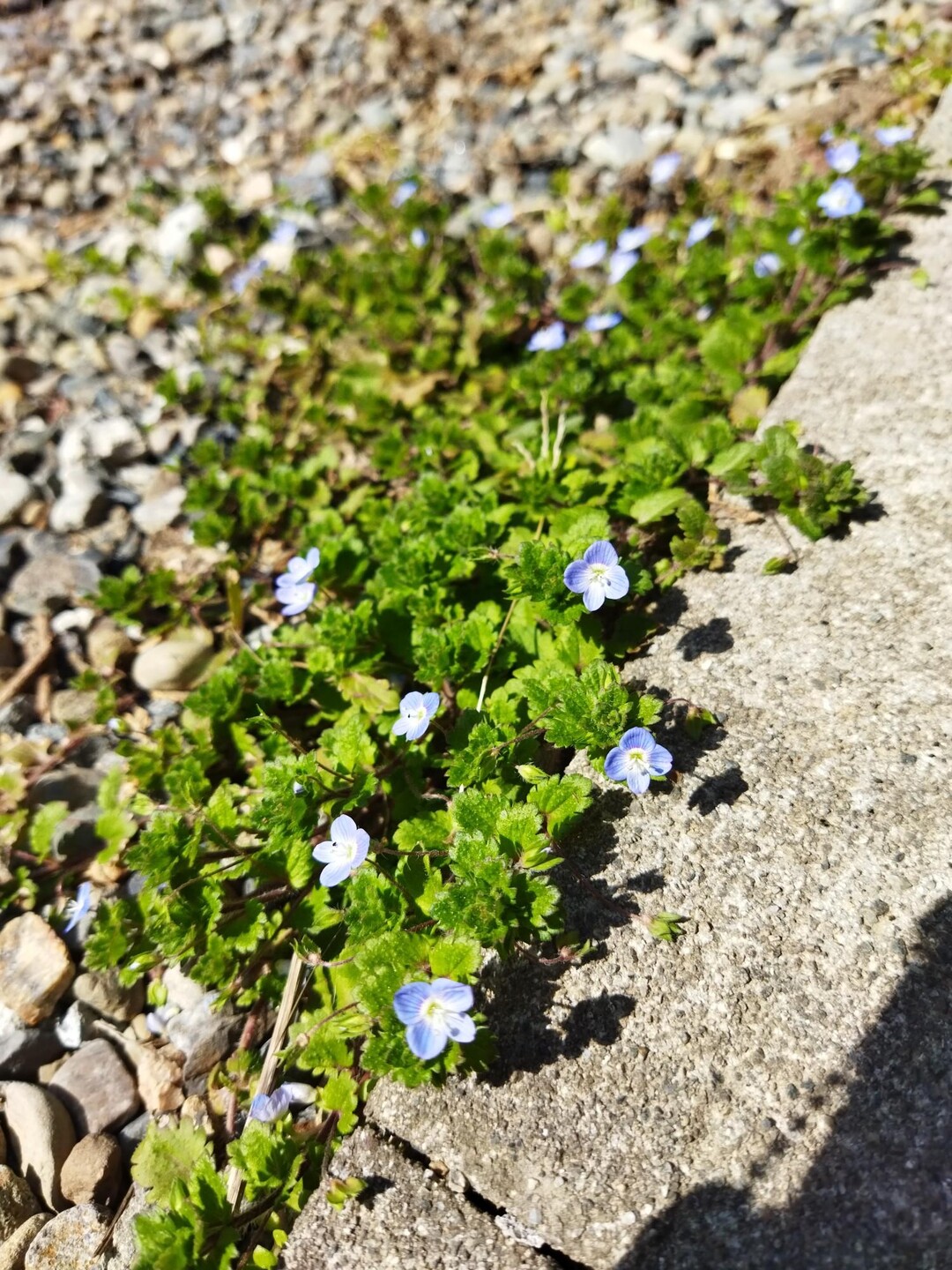 なんでもない庭の草花ですが。。。 かわい... / おだや〜p(^-^)qさんのモーメント | YAMAP / ヤマップ