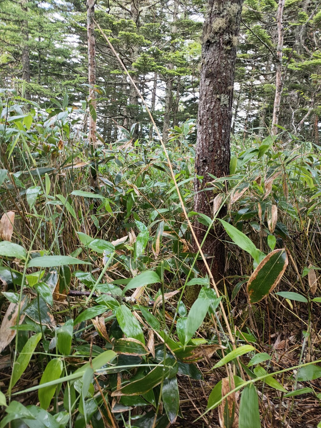 Mamincoさんの投稿したフィールドメモ | YAMAP / ヤマップ