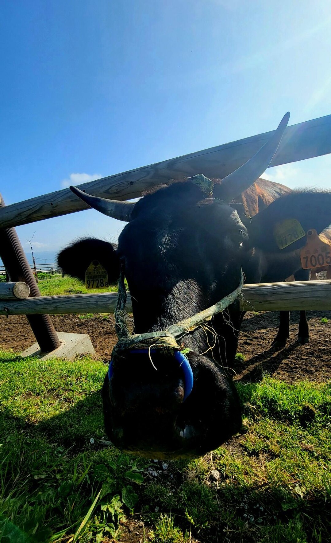 モ～～綺麗なんだから～烏帽子岳🙌🌼 💯 / wakky!!さんの阿蘇山・高岳・根子岳の活動データ | YAMAP / ヤマップ