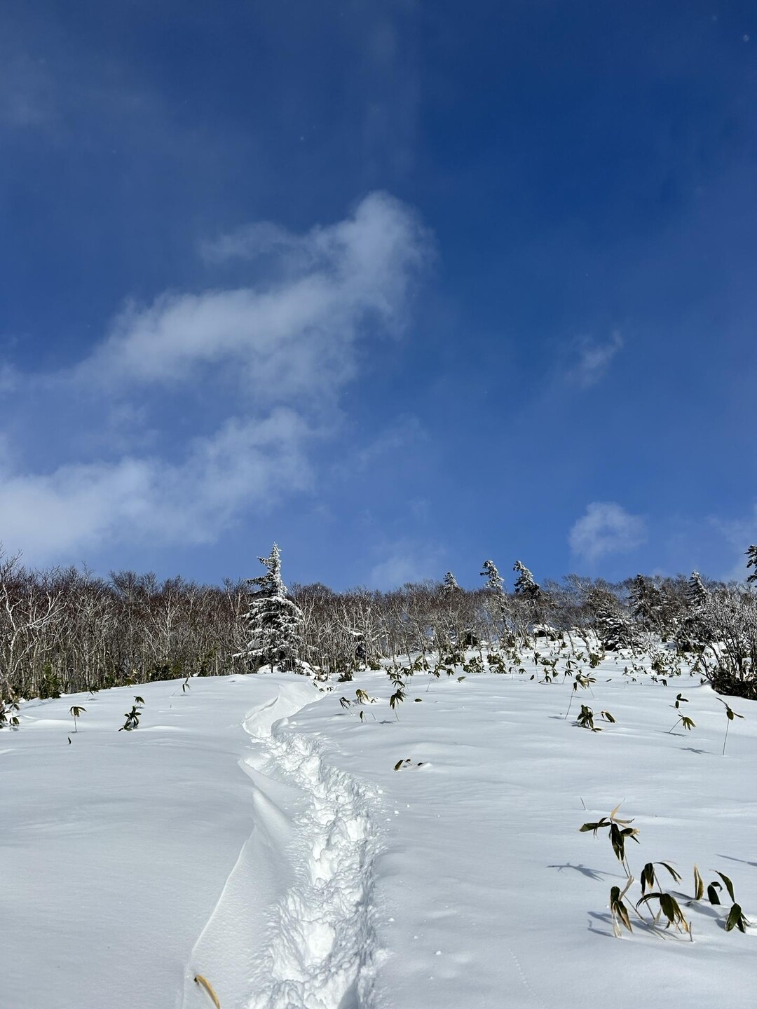 イチャンコッペ山 / Hiroto さんのイチャンコッペ山の活動データ | YAMAP / ヤマップ