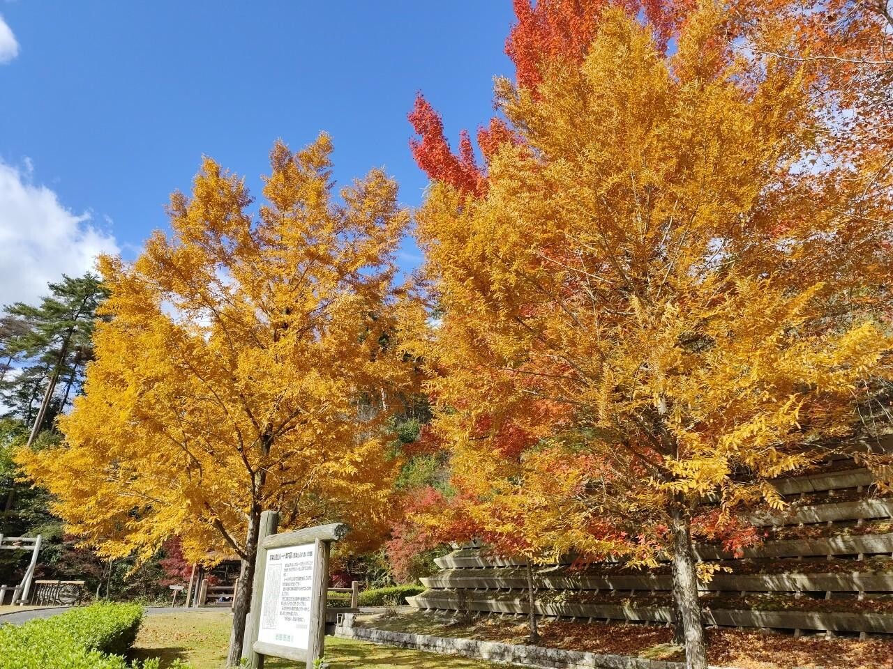 鷹巣山・引寄山 / m. m. g. pさんの鷹巣山の活動日記 | YAMAP / ヤマップ