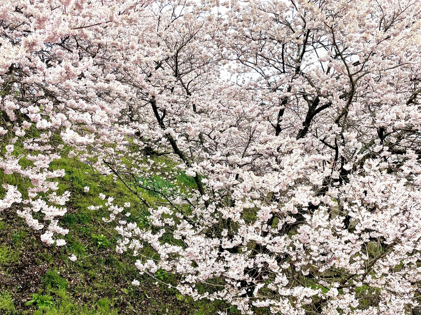 春めき桜を見に南足柄市へ / 貴龍🐉さんのウォーキングの活動データ | YAMAP / ヤマップ