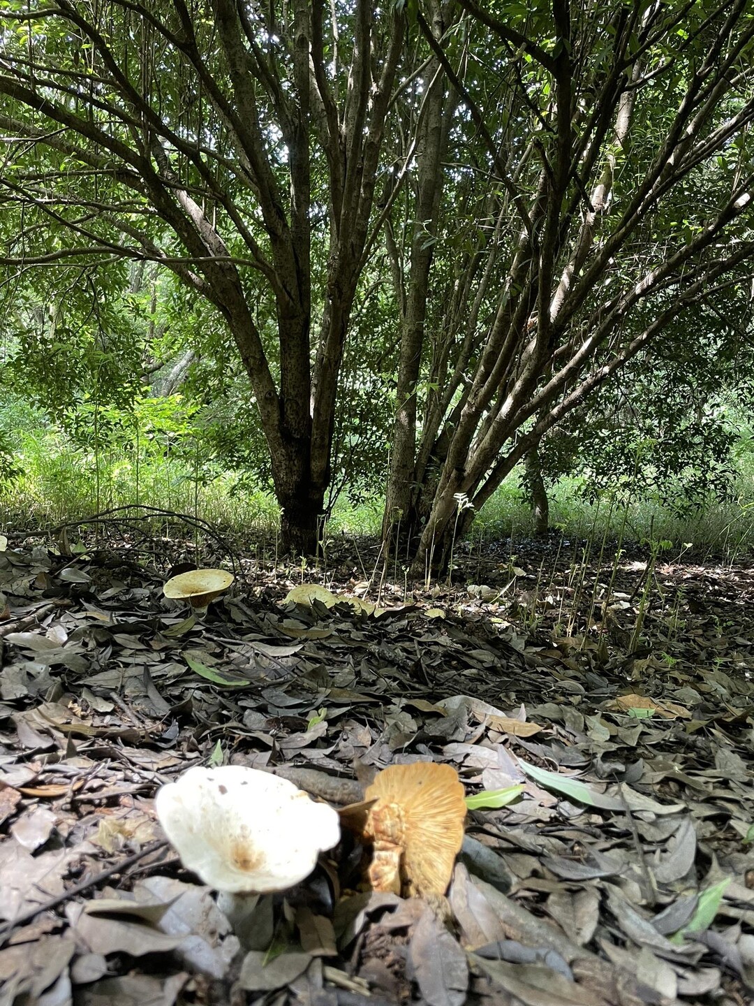 たっだ山⛰ / key_ko86さんの立田山の活動データ | YAMAP / ヤマップ