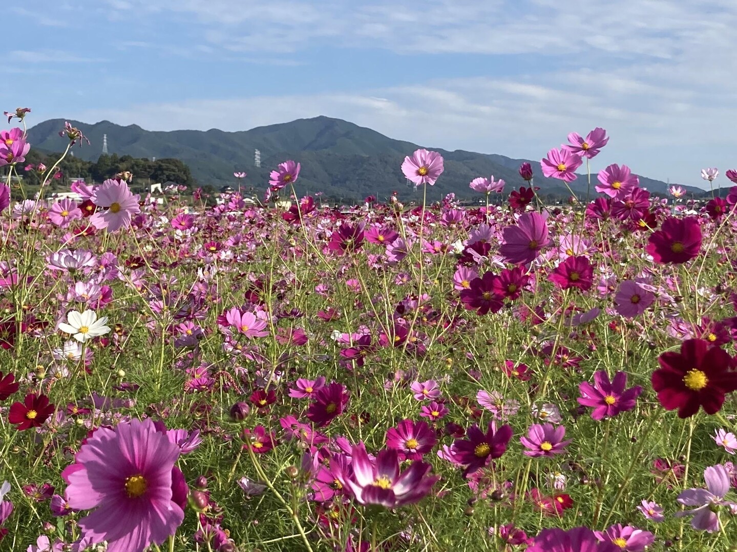 横根山と益子コスモス畑 / papeさんの登山の活動データ | YAMAP / ヤマップ