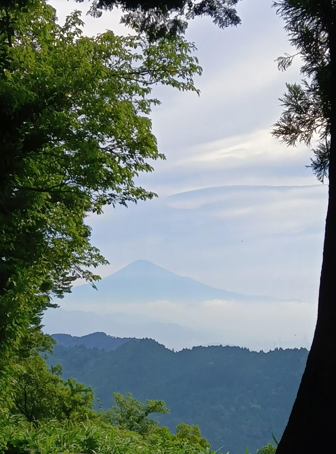高草山(東峰)・大ベラ山・満観峰 / sky highさんの焼津アルプス（高草山・満観峰・花沢山）・徳願寺山の活動日記 | YAMAP / ヤマップ