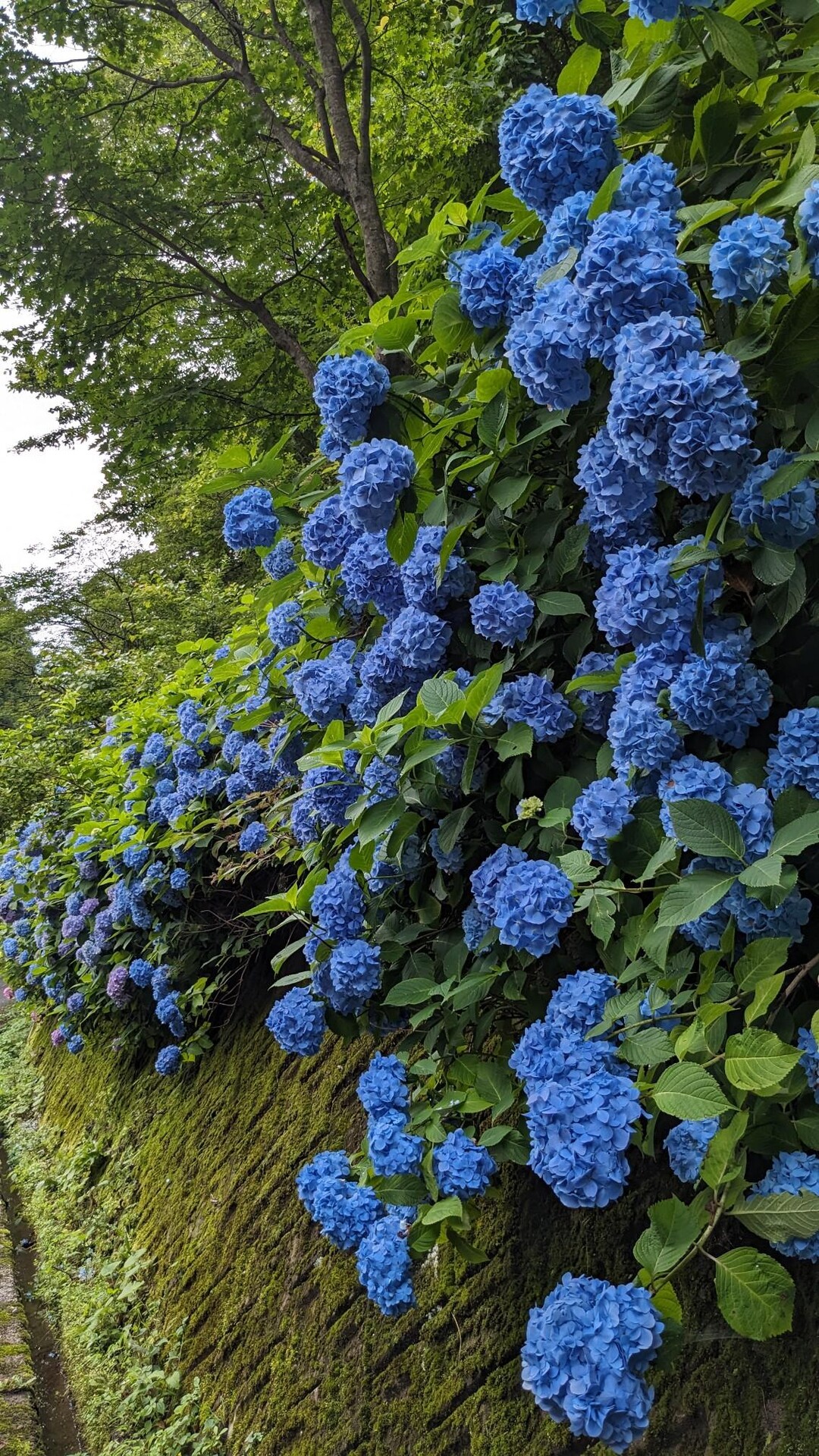 氷ノ山 / seigoさんの氷ノ山（須賀ノ山）・鉢伏山・瀞川山の活動データ | YAMAP / ヤマップ