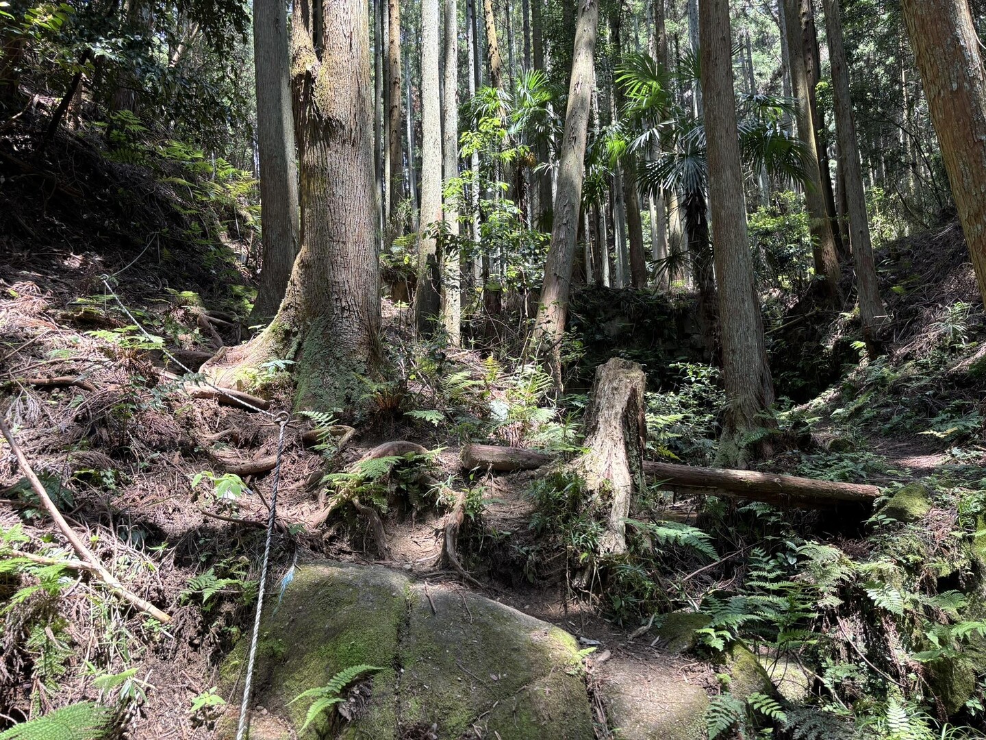 Shokoさんの投稿したフィールドメモ | YAMAP / ヤマップ