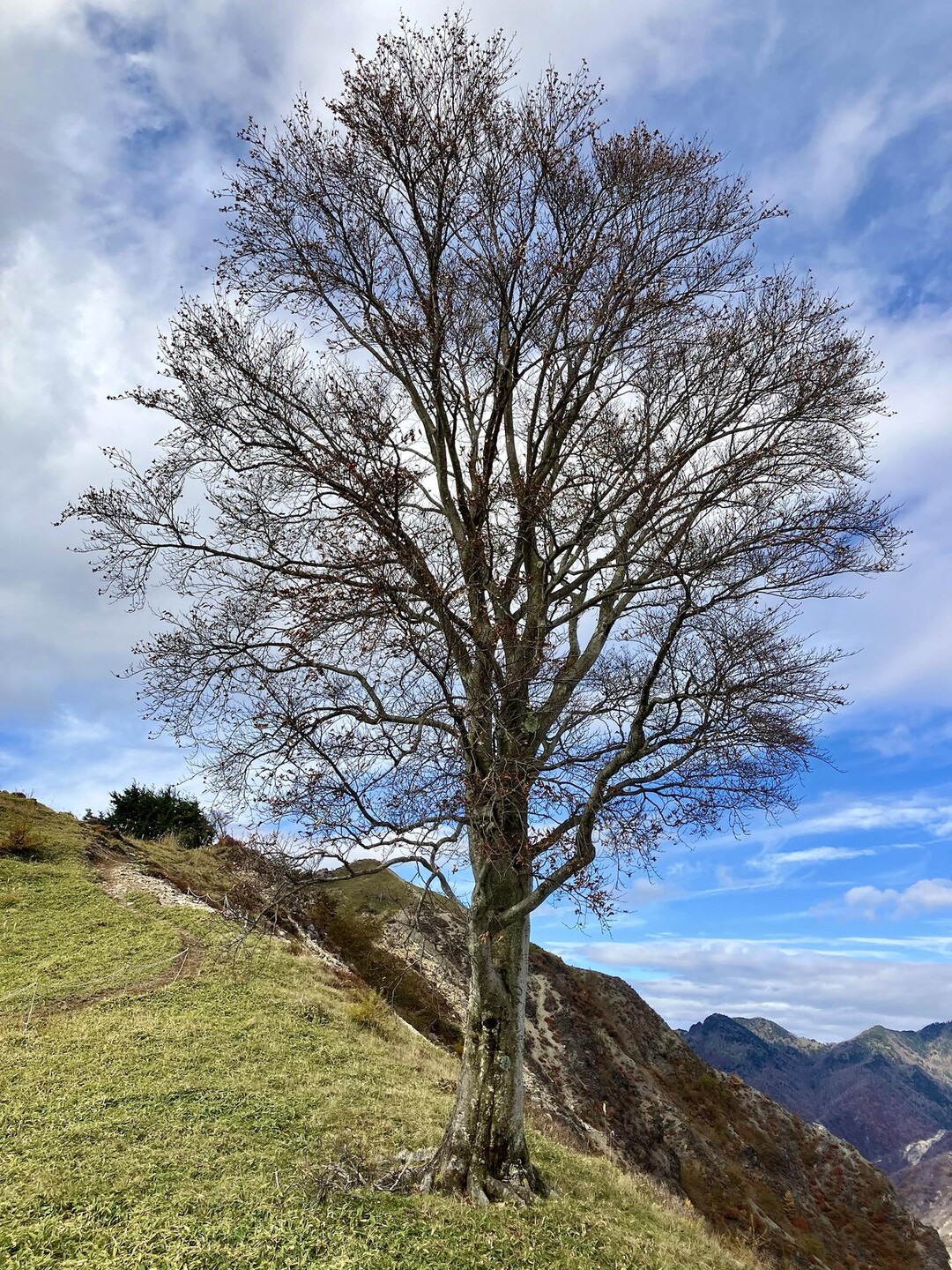 中倉山 / ariさんの社山・半月山の活動データ | YAMAP / ヤマップ
