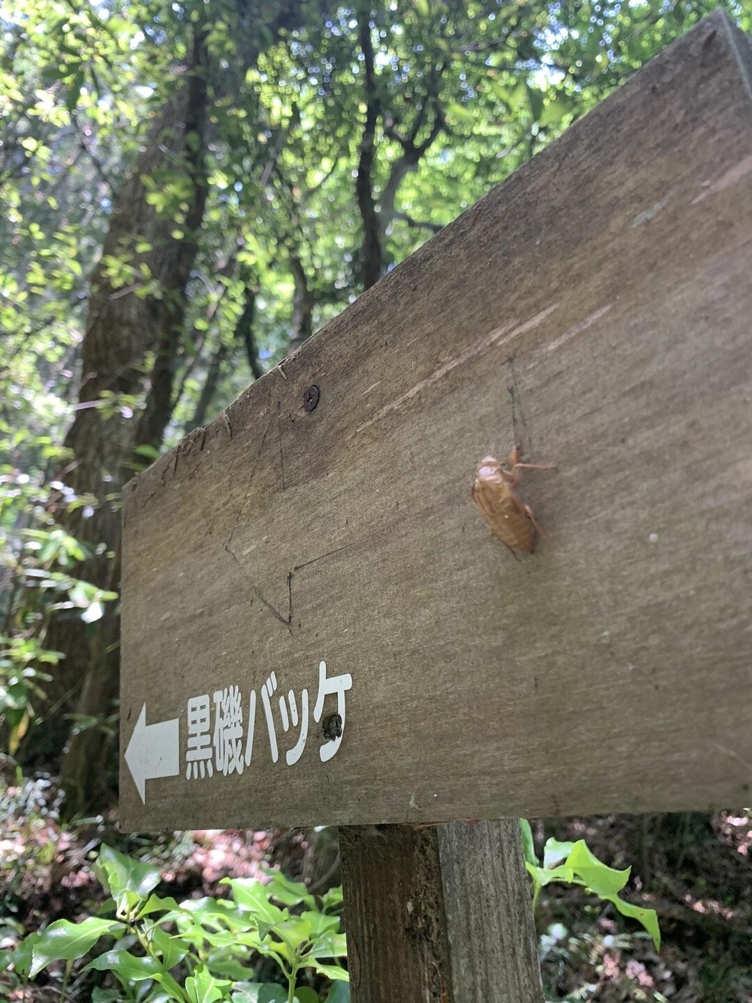 黒磯バッケ・国見山 / JUNさんさんの国見山・黒磯バッケの活動データ | YAMAP / ヤマップ