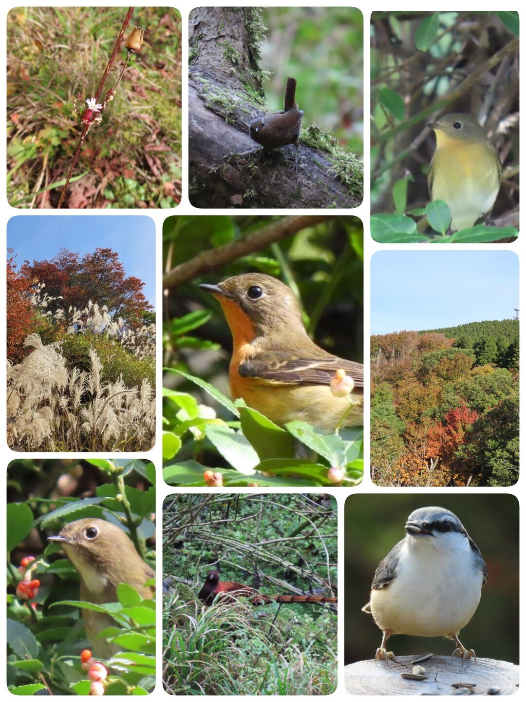 🐦️🦃盛り沢山の金剛山 / mamiさんの金剛山・二上山・大和葛城山の活動日記 | YAMAP / ヤマップ