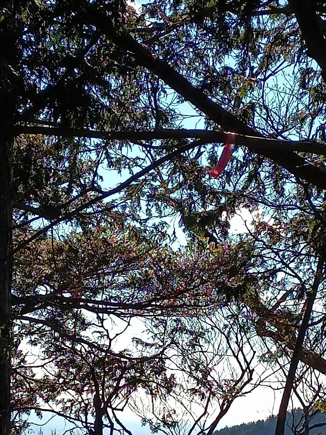 man forestさんの投稿したフィールドメモ | YAMAP / ヤマップ