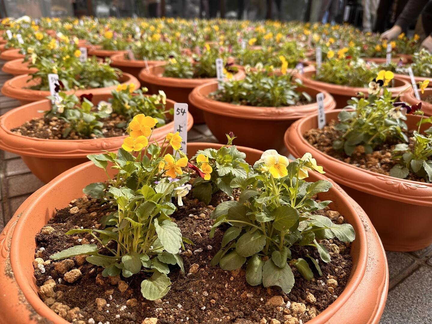 🌷今日は花苗植付隊🌷 1鉢にビオラ... / Q太郎さんのモーメント | YAMAP / ヤマップ