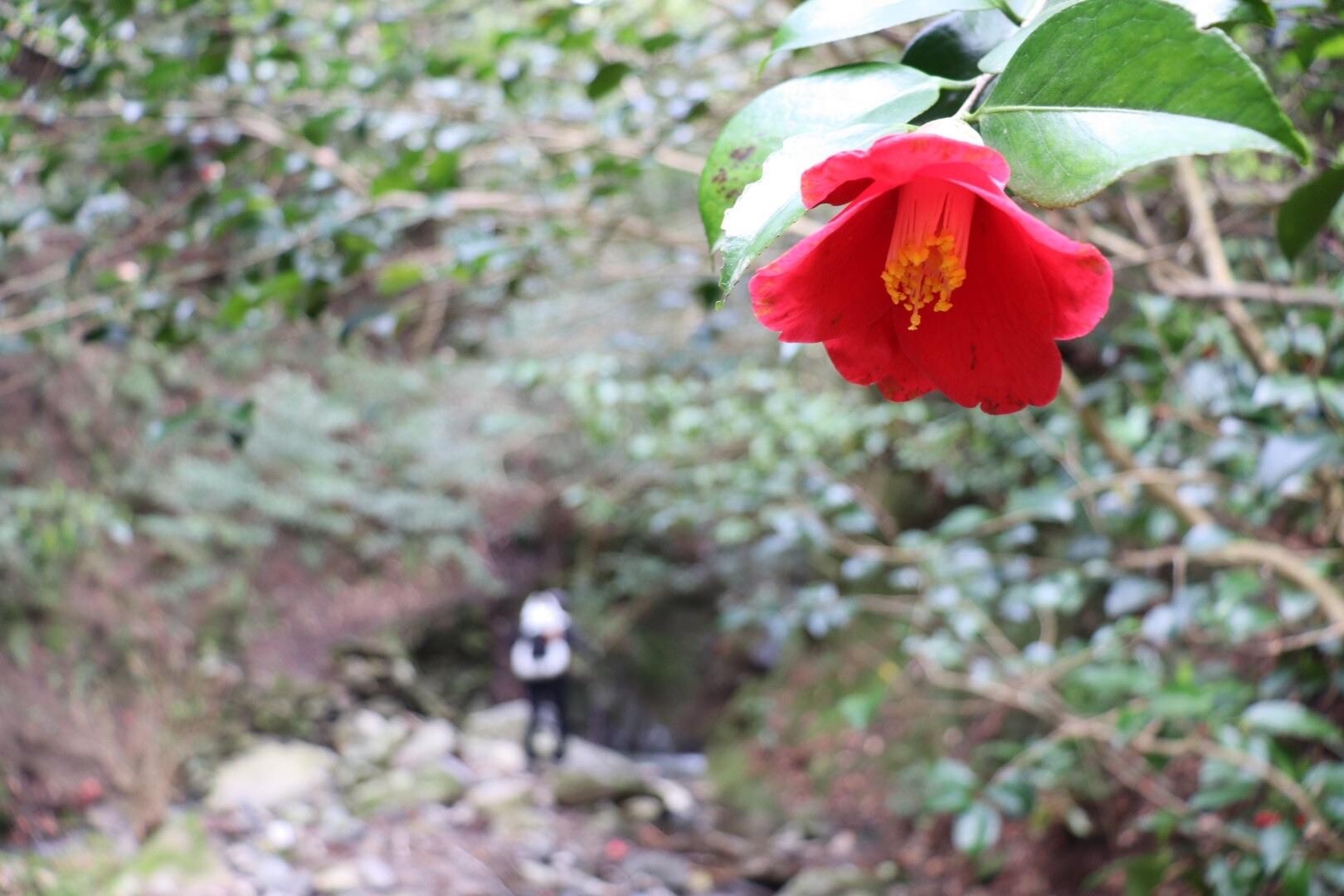 井原山 / erikoさんの雷山・井原山の活動データ | YAMAP / ヤマップ