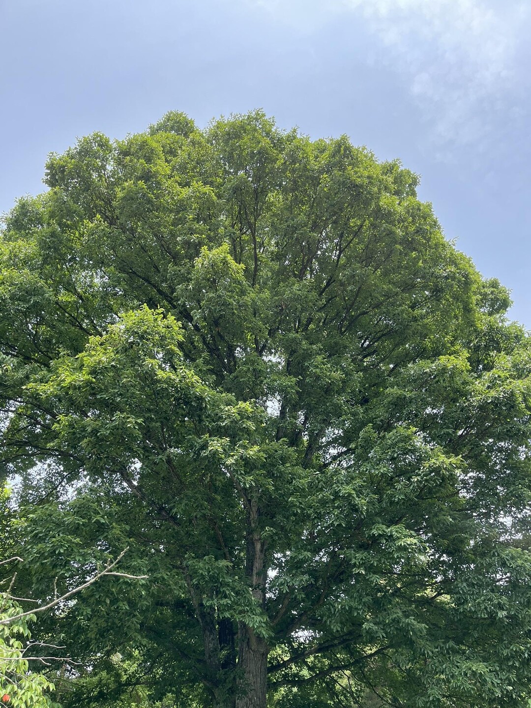 赤林山 / sue sannさんの南昌山・東根山・箱ヶ森の活動データ | YAMAP / ヤマップ