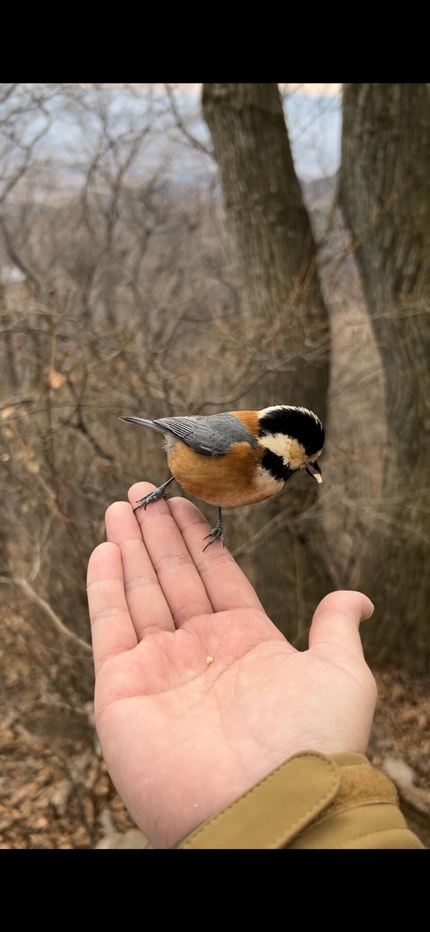 浅間山(水沢山) / mmm.stさんの榛名山・天狗山・天目山の活動データ | YAMAP / ヤマップ