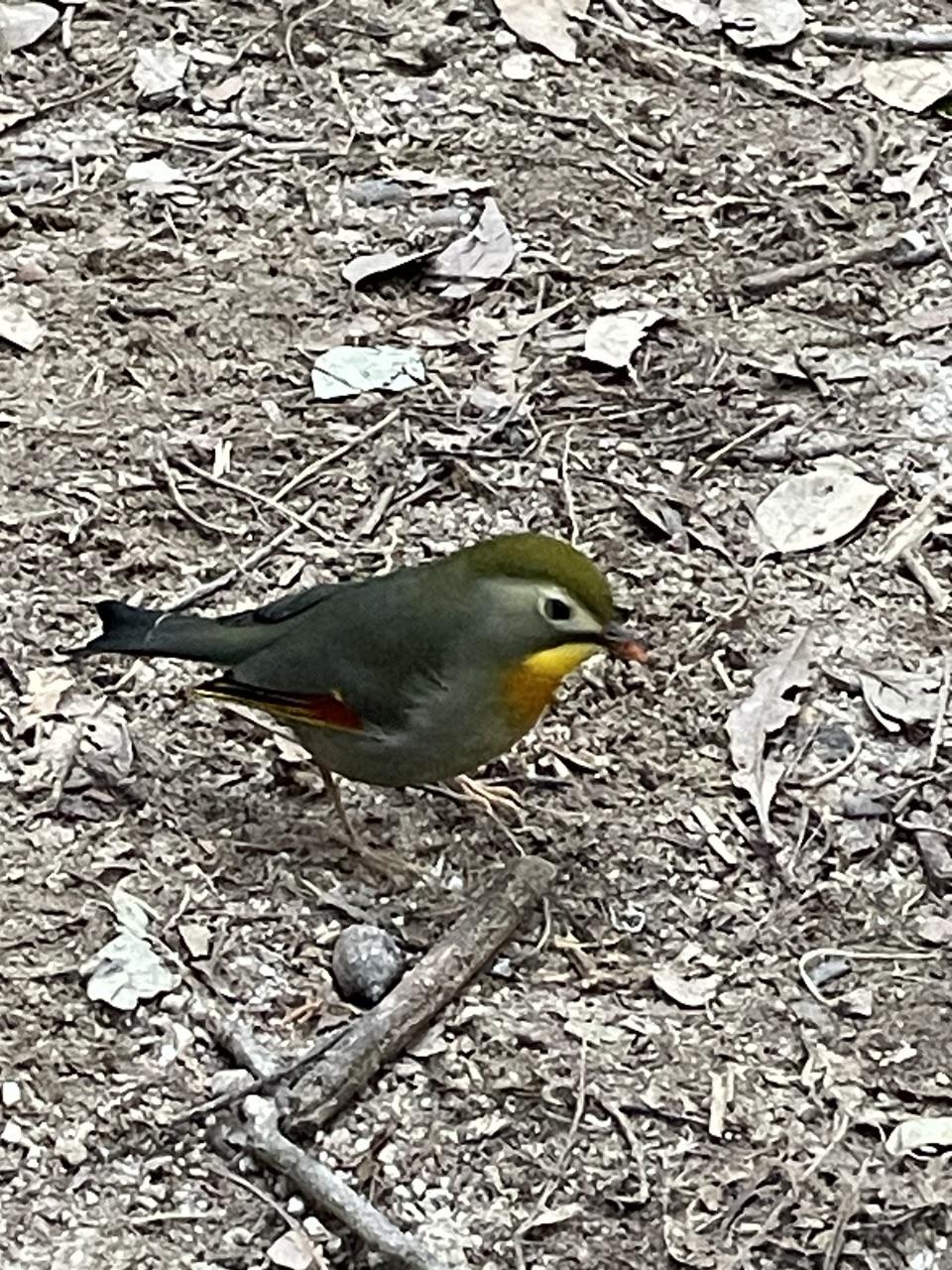 KOH.のページ | YAMAP / ヤマップ