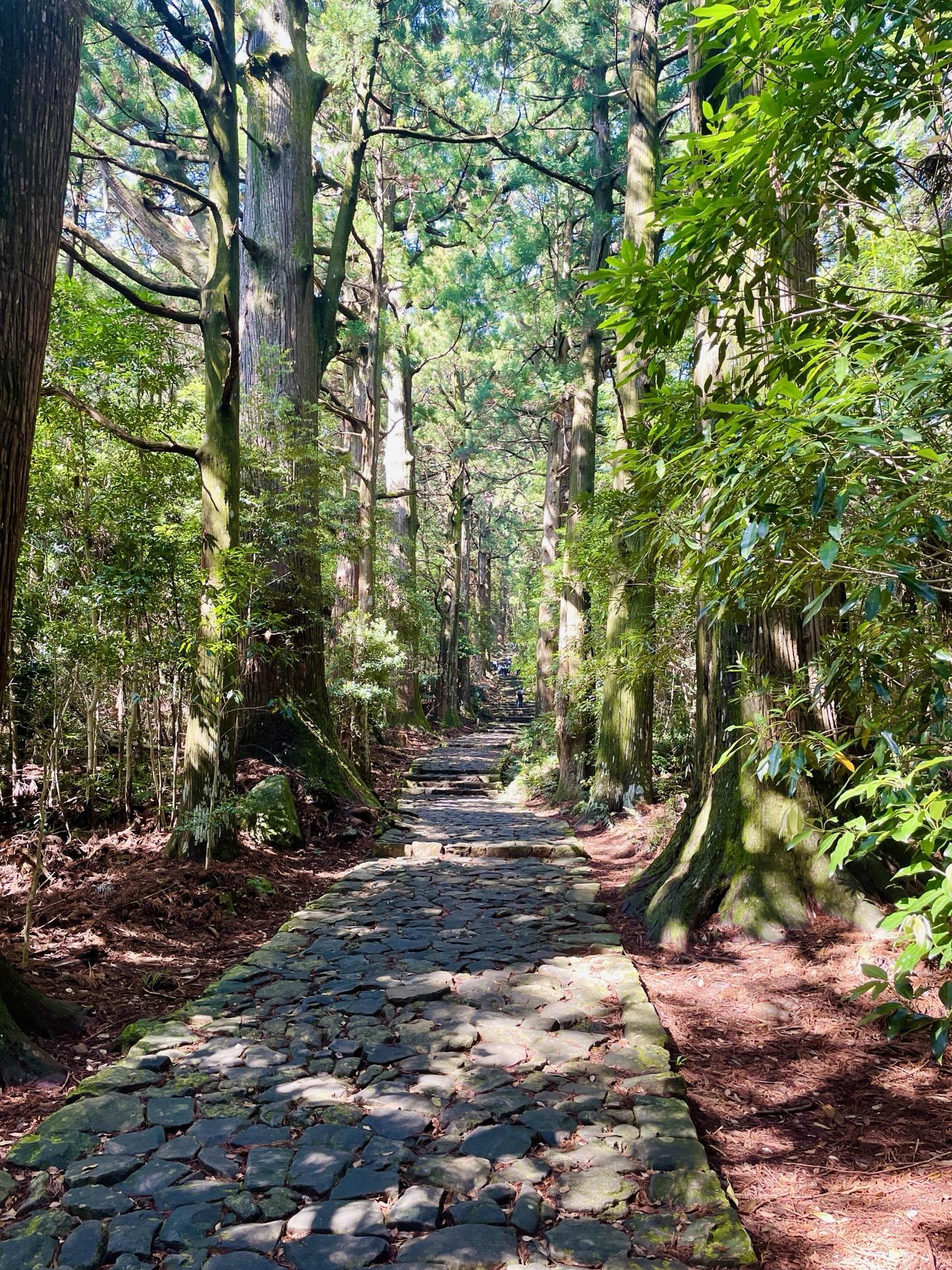 熊野古道 中辺路②(大門坂〜那智の滝）-2025-04-29 / GUNさんの熊野古道 中辺路②（新宮駅〜熊野本宮大社）の活動データ | YAMAP / ヤマップ