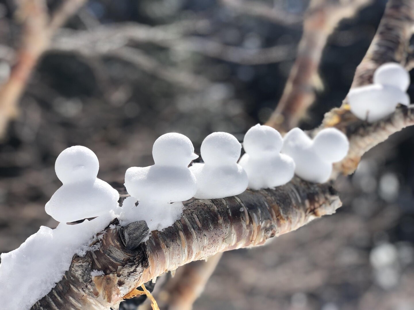 タイトル「雪鳥」 冬の北横岳で偶然とら... / やまだんごTVさんのモーメント | YAMAP / ヤマップ