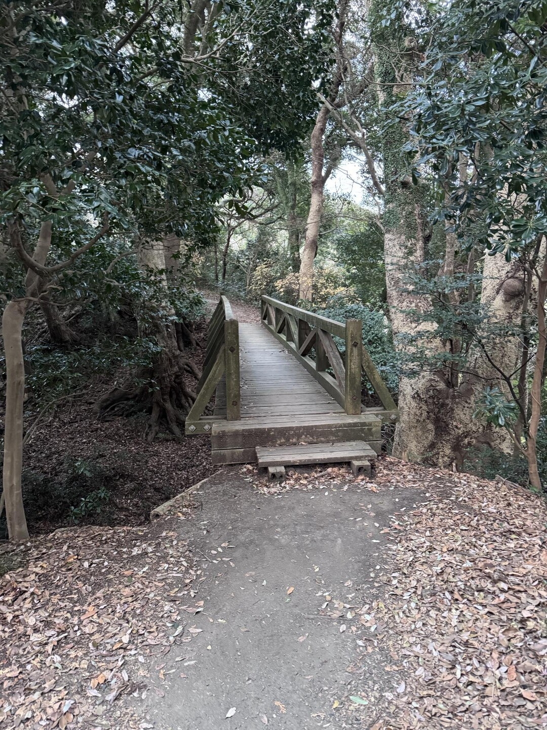 いつもの山をラン / syu8_PPさんの高麗山・湘南平・鷹取山の活動データ | YAMAP / ヤマップ