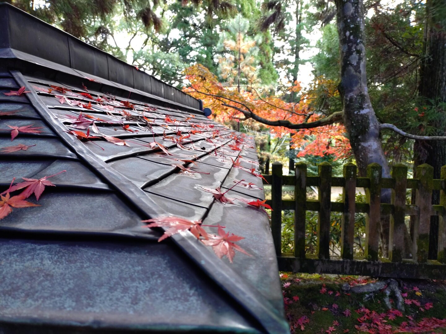 七ツ尾山 / emu626さんの東鳳翩山・西鳳翩山・鴻ノ峰の活動データ | YAMAP / ヤマップ